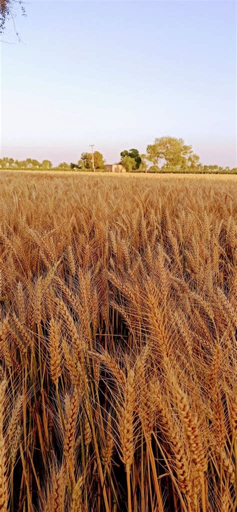 Baisakhi Harvestfestival Unity Prosperity Sahil Dangi 🚀