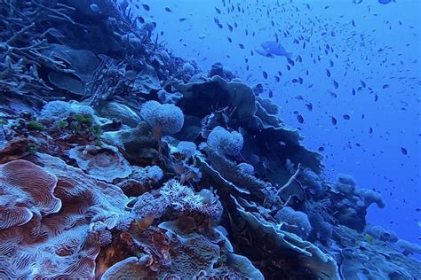 James Cook University Deep Water Research Uncovers Coral Sea Reef Life Abc News
