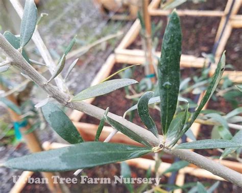 Olea Europaea Pendolino Urban Tree Farm Nursery