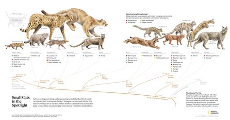 Small Cats In The Spotlight Dc