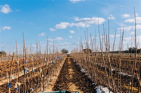 Gallery Pecan Trees For Sale Bareroot Container Highest Quality