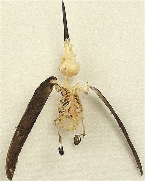 Hummingbird