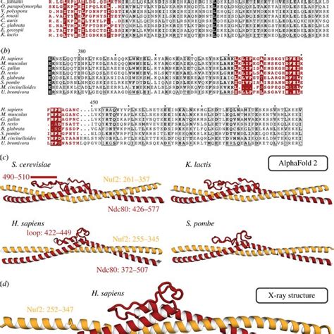 The Ndc80 Loop A Sequence Alignment For The Ndc80 Loop And Adjacent