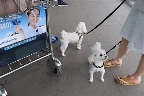 반려견동반 여행 준비물 과 공항이용 요령