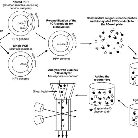 Schematic Overview Of Hpv Genotyping By Bead Based Multiplex Hpv