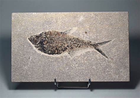 Fine Decorative Fossil Fish Diplomystus Dentatus Catawiki
