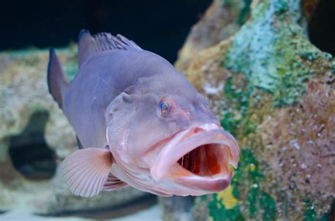Red Grouper Mote Marine Laboratory And Aquarium