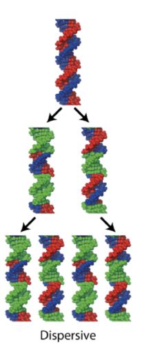 Initiation Of Dna Replication Flashcards Quizlet