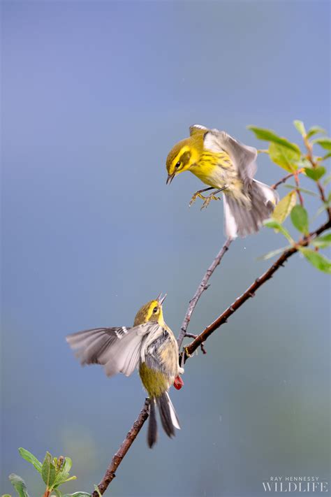 Fighting Townsends Warblers — Ray Hennessy Wildlife