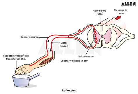 Understand Control And Coordination In Living Organisms
