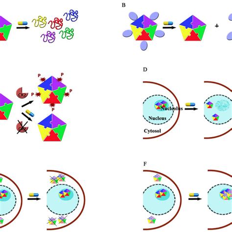 Schematic Representation Of Full Length Npm1 Structure Showing The Download Scientific Diagram