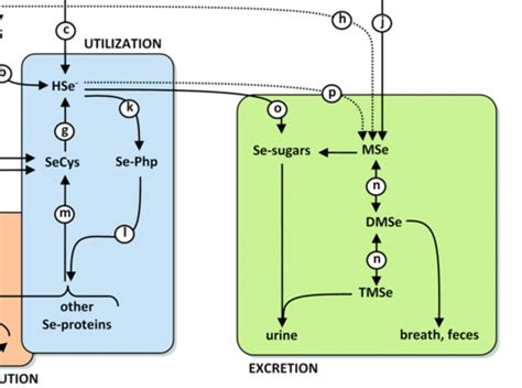 Metabolism Final Exam Selenium Flashcards Quizlet Metabolism Final Exam Selenium Flashcards Quizlet