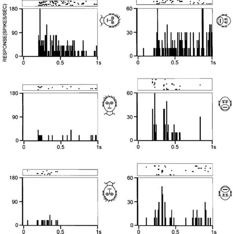 Tuning Curves For Cells Sensitive To Body Orientation Normalised