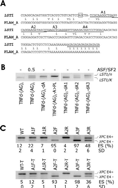 Identification Of Alu Derived Splicing Signals That Inhibit Lst1n