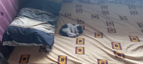 How Do I Remove This Off My Bed I Have Tried Everything I Could