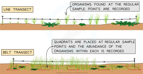 Transects Biology Ib Sl Biology Revision Notes