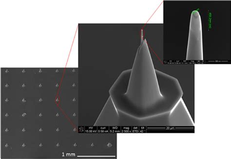 Sem Image Of An Array Of Silicon Microposts Used For Apt Analyses Of