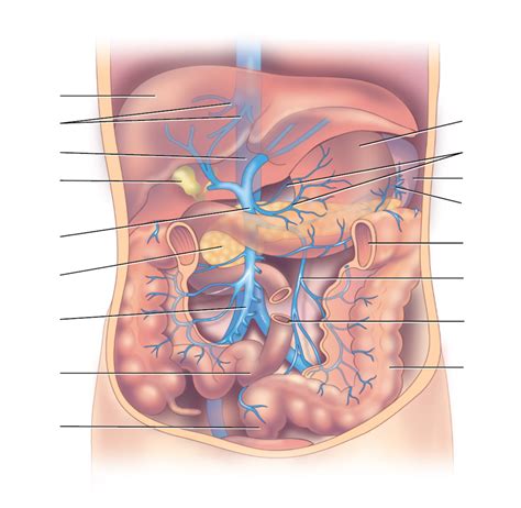 Hepatic Portal System Diagram Quizlet