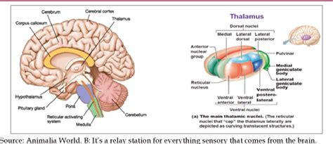 Figure 1 From Neural Interconnectedness Between Thalamus Cerebral Cortex And Cerebellum And Its