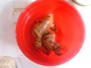 Vegetative Propagation Byddis Blog