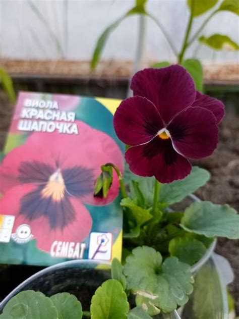 Семена цветов Виола "Красная Шапочка", 0,05 г (5464109) - Купить по ...