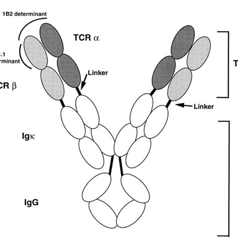 Proposed Structure And Biochemical Characterization Of Soluble Divalent Download Scientific