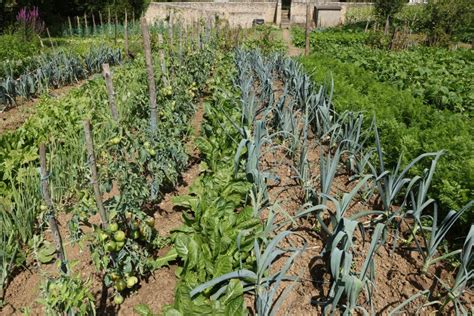 alignment of rows of different vegetables in a vegetable garden stock