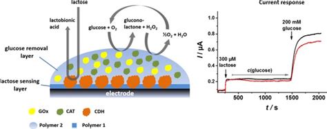 A Polymer Multilayer Based Amperometric Biosensor For The Detection Of Lactose In The Presence