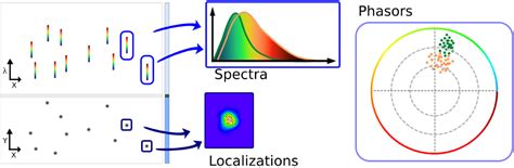 Spectral Phasor Applied To Spectrally‐resolved Single Molecule Localization Microscopy Manko
