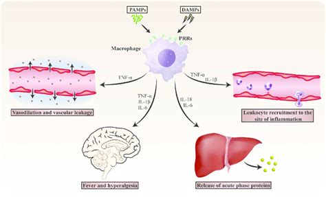 Inflammatory Mediators In The Pathogenesis Of