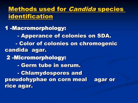 Ppt Yeasts Powerpoint Presentation Free Download Id3754293