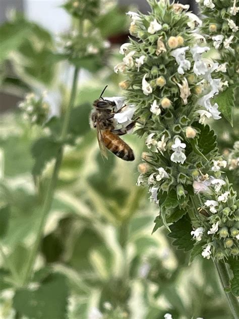 Three Kinds Of Bee On Catnip Northern Co Rwhatsthisbug