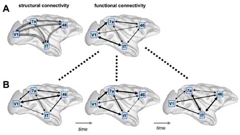 Structural And Functional Connectivity In The Brain A The Image Of