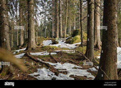 A Forest With Tall Trees And Snow Stock Photo Alamy