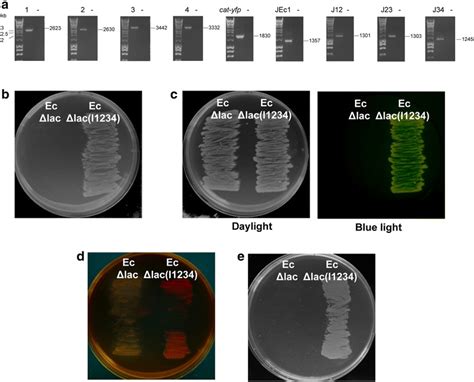 Lambda Red Recombinase Mediated Integration Of The High Molecular Weight Dna Into The