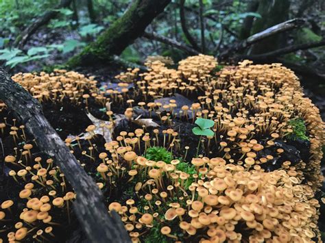A Tiny Forest R Mycology