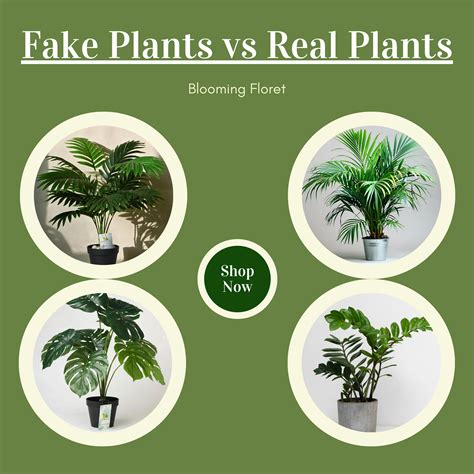 Fake Plants Vs Real Plants Which Is Better For Your Space