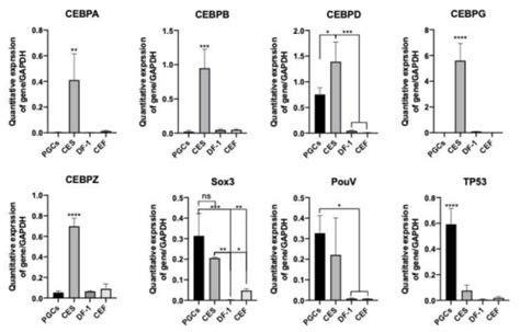 보고서 닭 원시생식세포의 유전체 안정성을 위한 Nanog의 작용기작 연구