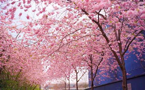 Pink Cherry Blossom Tree Wallpapers Top Free Pink Cherry Blossom Tree