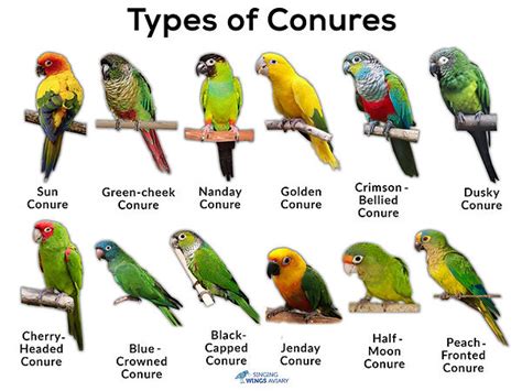 Conures And Color Mutations Tweethearts