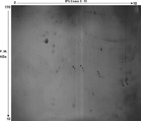 gel 2de de proteínas mitocondriais fosforiladas de cérebro murino os
