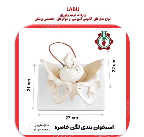 استخوان بندی اسکلت لگن خاصره با جمجمه نوزاد ساینس بازار