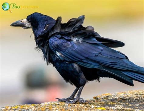 Rook Corvus Frugilegus Black Bird Bioexplorer