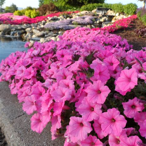 Supertunia Vista® Bubblegum® Petunia Order Online Petunia Plant