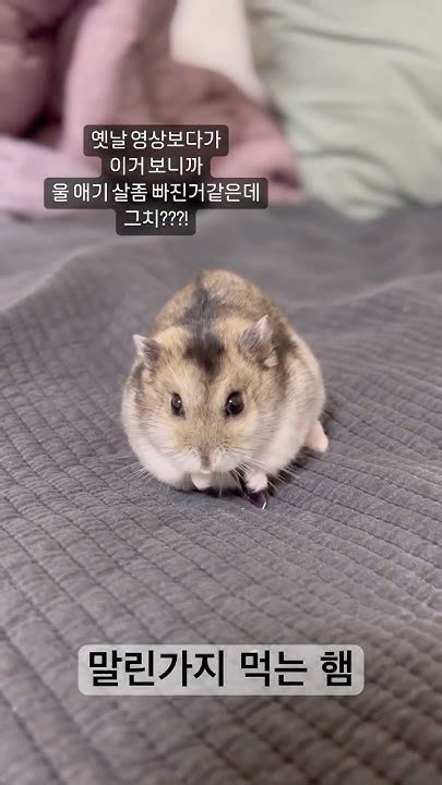 말린 가지 먹는 살빠진 햄 Youtube