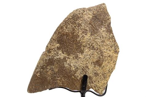 4 7 Fossil Turtle Shell Section W Metal Stand South Dakota 335494 For Sale