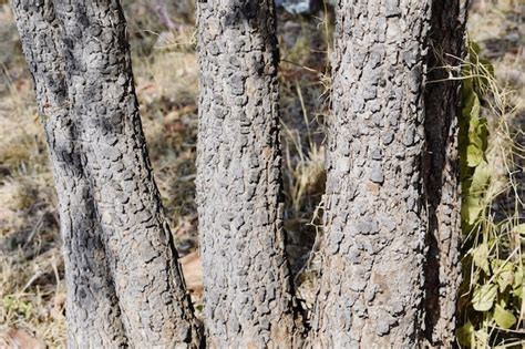 Premium Photo Tree Trunk Background Texture Of Tree Bark In Nature