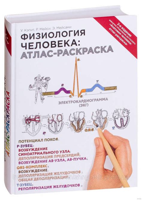 Раскраски Физиология атлас (37 шт.) - скачать или распечатать бесплатно ...