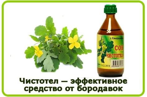 Чистотел от бородавок – как применять живое растение