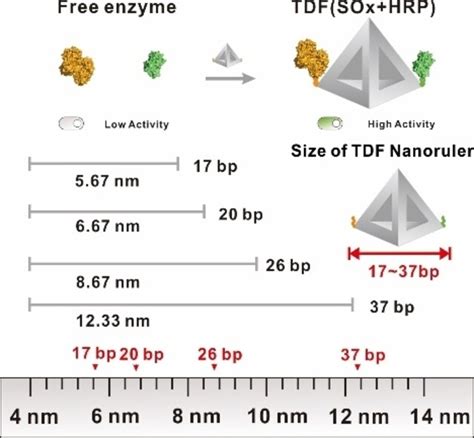 Construction Of Double‐enzyme Complexes With Dna Framework Nanorulers For Improving Enzyme